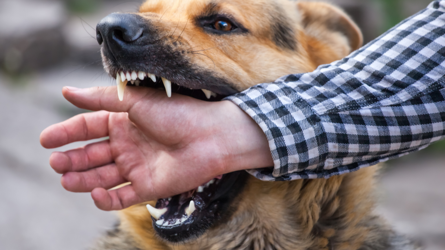 Different Levels of Dog Bites and What to Expect in Each Levels?