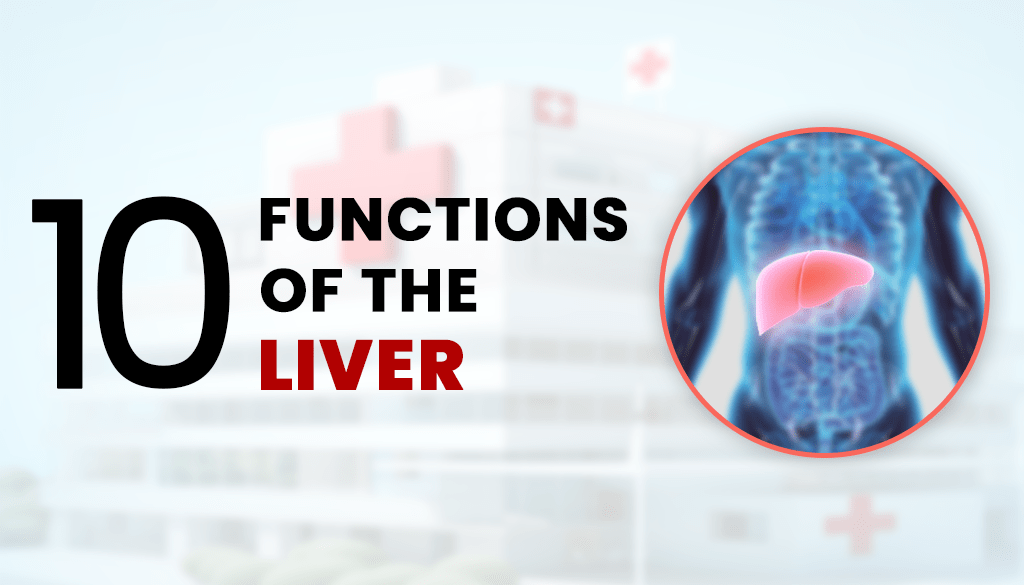 10 Functions of the Liver That Keep You Healthy