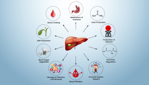 10 Functions of the Liver That Keep You Healthy